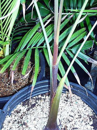 Chrysalidocarpus heteromorphus - Palmpedia - Palm Grower's Guide