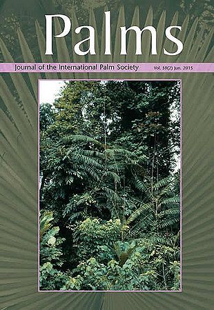 Laccosperma acutiflorum - Palmpedia - Palm Grower's Guide