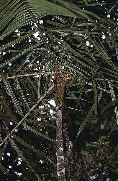 Dypsis rivularis - Palmpedia - Palm Grower's Guide