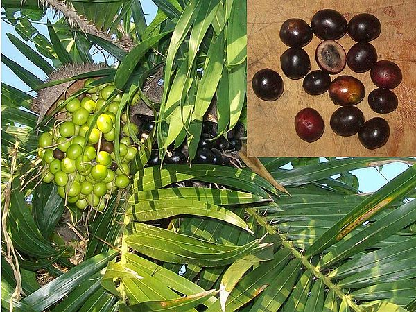 Bactris guineensis - Palmpedia - Palm Grower's Guide