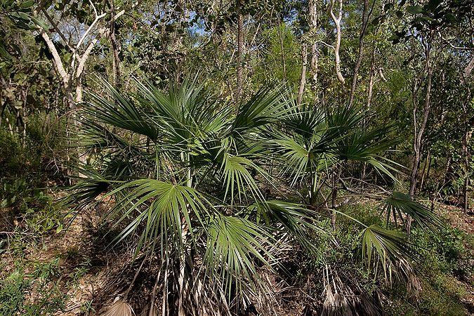 Livistona humilis - Palmpedia - Palm Grower's Guide