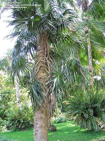Coccothrinax crinita - Palmpedia - Palm Grower's Guide