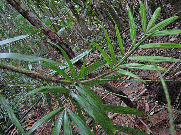 Calamus muelleri - Palmpedia - Palm Grower's Guide