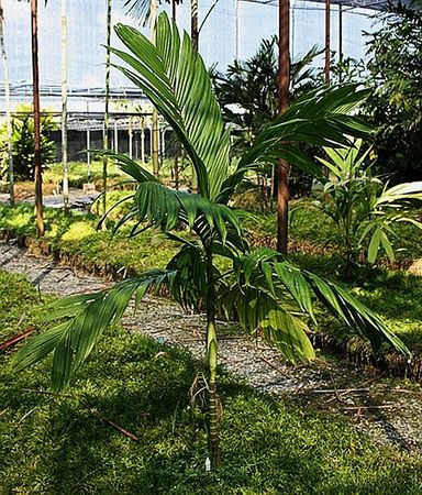 Areca concinna - Palmpedia - Palm Grower's Guide