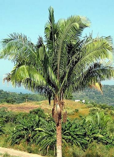 Attalea cohune - Palmpedia - Palm Grower's Guide