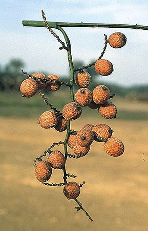 Calamus peregrinus - Palmpedia - Palm Grower's Guide