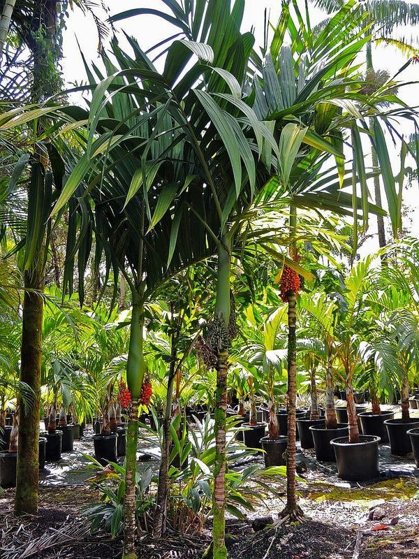 Areca caliso - Palmpedia - Palm Grower's Guide