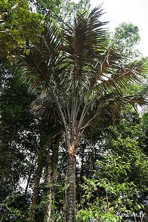 Astrocaryum rodriguesii - Palmpedia - Palm Grower's Guide
