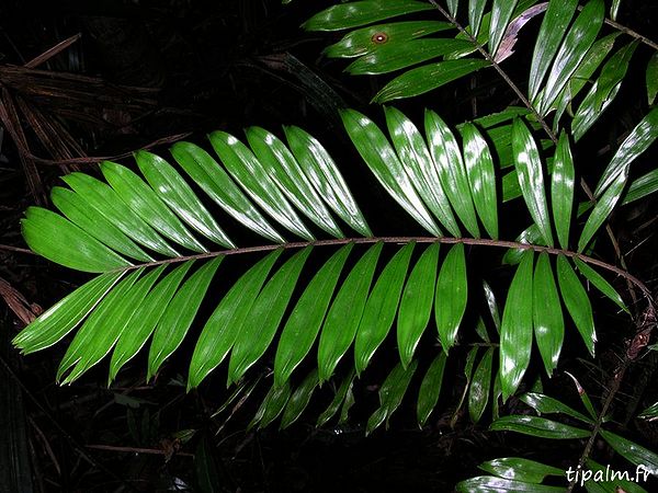 Bactris elegans - Palmpedia - Palm Grower's Guide