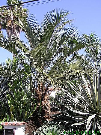 Jubaea chilensis - Palmpedia - Palm Grower's Guide