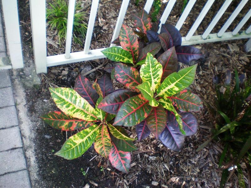 Croton Norma