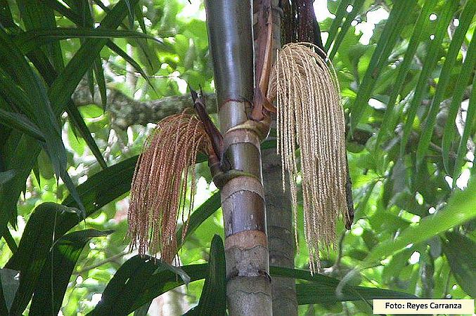 Oenocarpus mapora - Palmpedia - Palm Grower's Guide