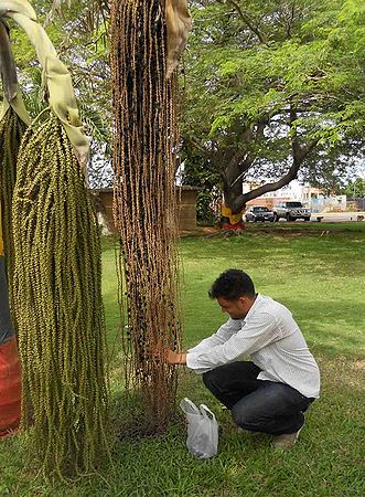 Caryota maxima - Palmpedia - Palm Grower's Guide