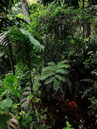 Areca concinna - Palmpedia - Palm Grower's Guide