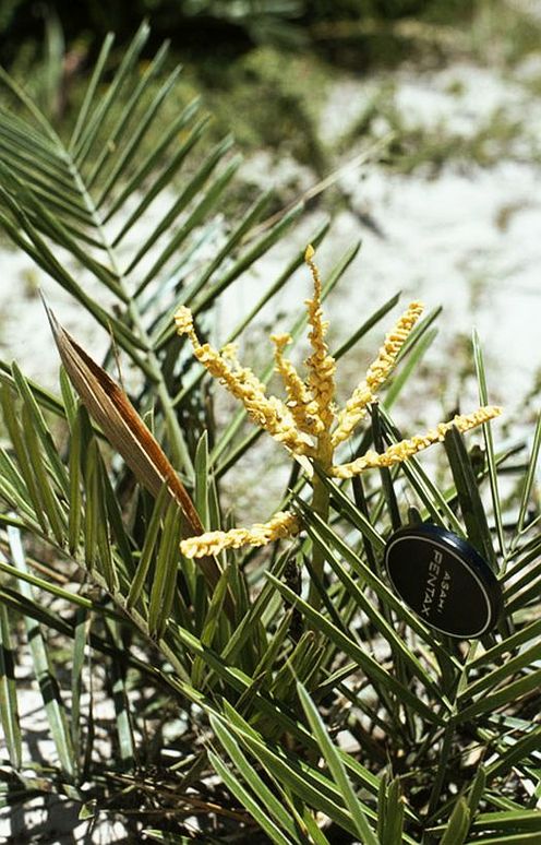Syagrus microphylla - Palmpedia - Palm Grower's Guide