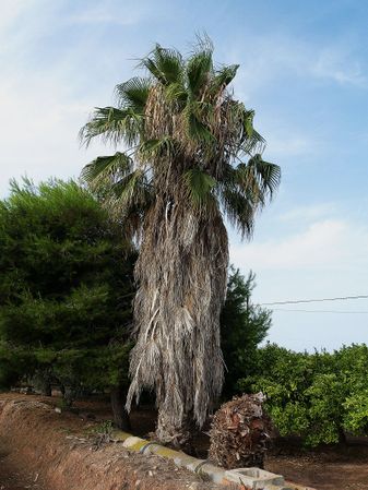 Washingtonia robusta - Alchetron, The Free Social Encyclopedia