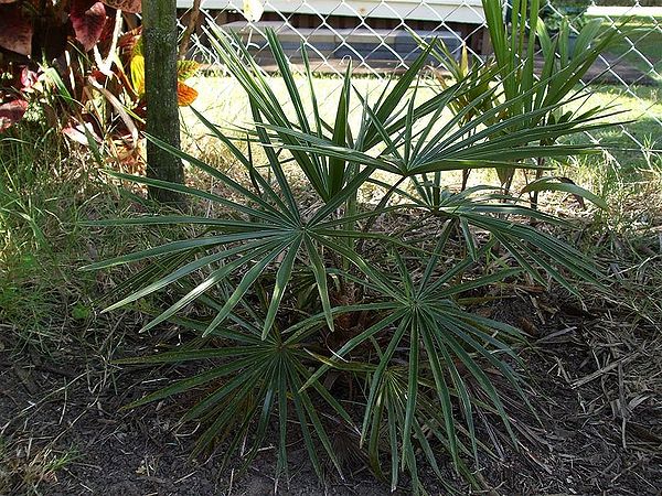 Livistona humilis - Palmpedia - Palm Grower's Guide