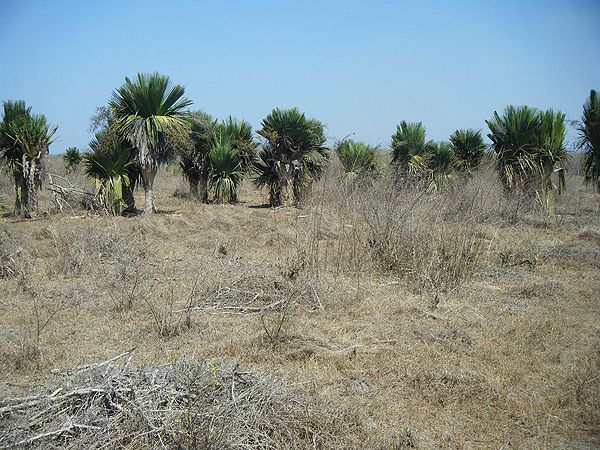 Copernicia rigida - Palmpedia - Palm Grower's Guide