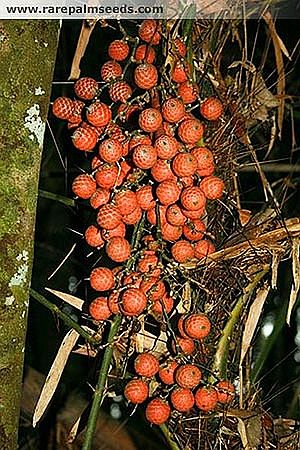 Daemonorops angustifolia - Palmpedia - Palm Grower's Guide