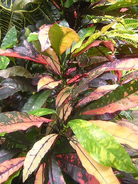 ROSEO PICTUS - Palmpedia - Palm Grower's Guide