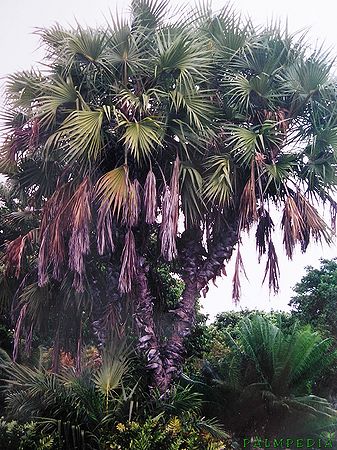 Hyphaene compressa - Palmpedia - Palm Grower's Guide