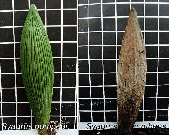Syagrus pompeoi - Palmpedia - Palm Grower's Guide
