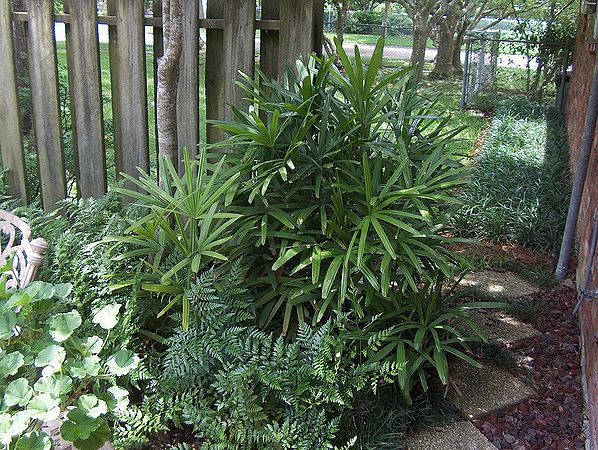 Rhapis excelsa - Palmpedia - Palm Grower's Guide