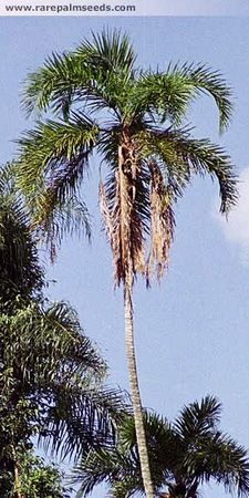 Syagrus picrophylla - Palmpedia - Palm Grower's Guide