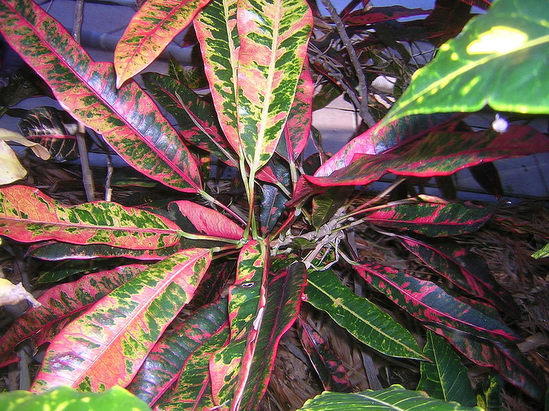 VICTORY - Palmpedia - Palm Grower's Guide