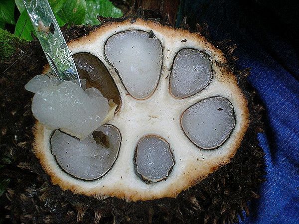 Phytelephas aequatorialis - Palmpedia - Palm Grower's Guide