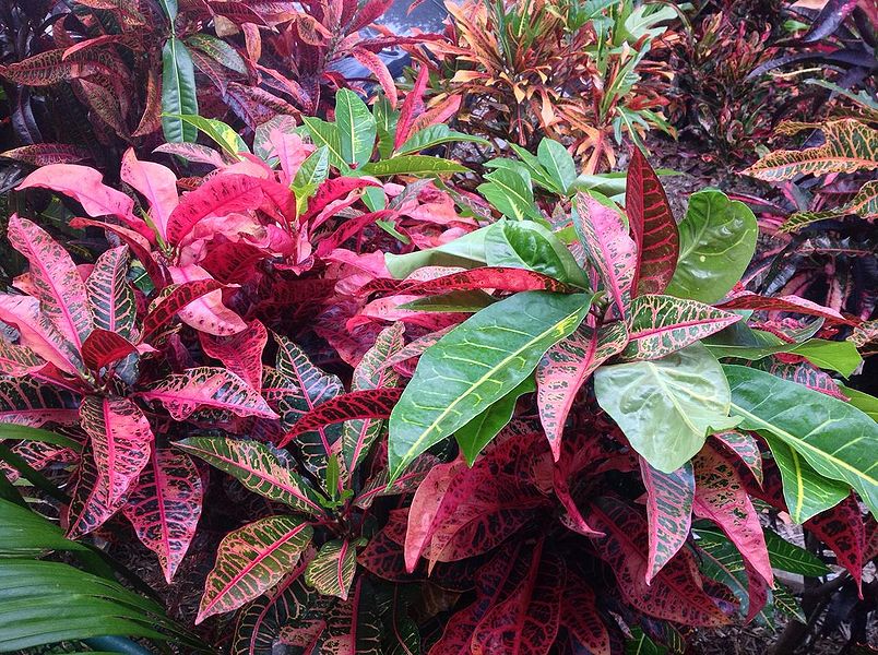 ANTILLA - Palmpedia - Palm Grower's Guide