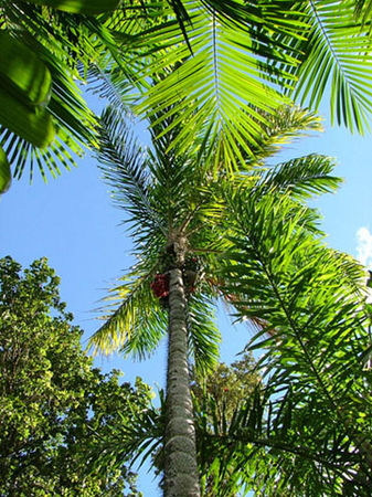 Bactris gasipaes - Palmpedia - Palm Grower's Guide