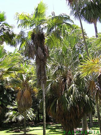 Coccothrinax barbadensis - Palmpedia - Palm Grower's Guide