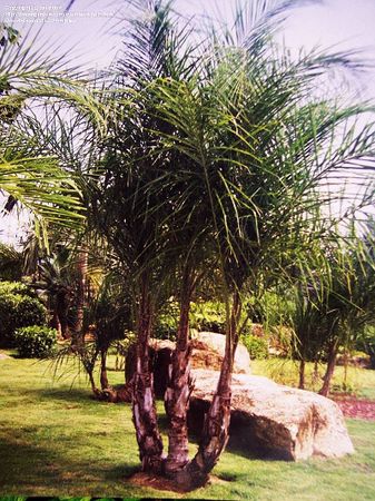 Syagrus cearensis - Palmpedia - Palm Grower's Guide