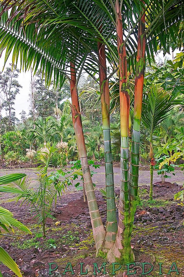 Palmpedia - Palm Grower's Guide