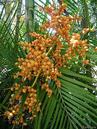 Chrysalidocarpus lutescens - Palmpedia - Palm Grower's Guide