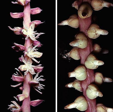 Nenga grandiflora - Palmpedia - Palm Grower's Guide