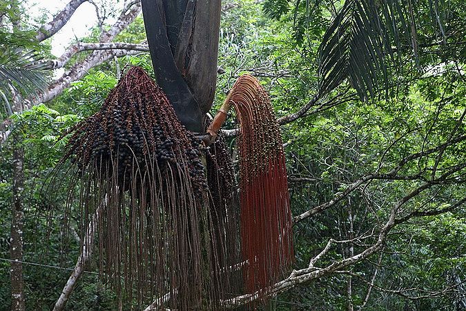 Oenocarpus bacaba - Palmpedia - Palm Grower's Guide