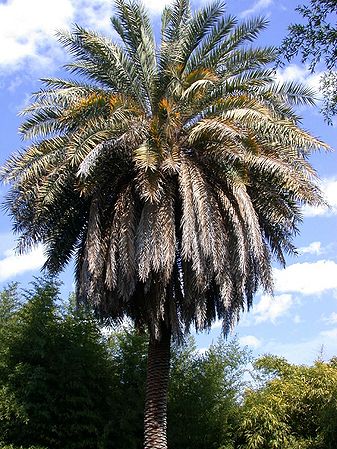 another gorgeous Phoenix hybrid specimen - DISCUSSING PALM TREES ...