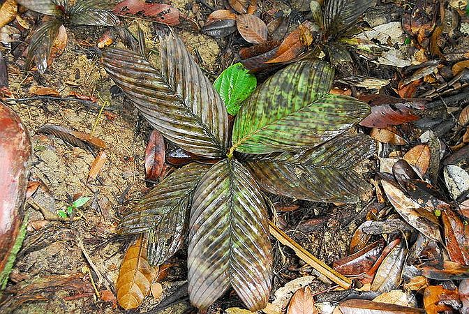 Pinanga veitchii - Palmpedia - Palm Grower's Guide