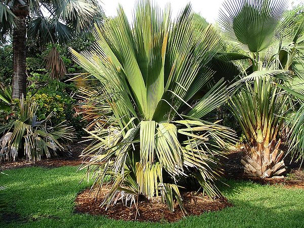 Copernicia rigida - Palmpedia - Palm Grower's Guide