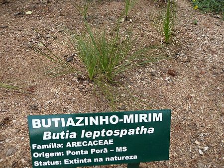 Butia leptospatha - Palmpedia - Palm Grower's Guide