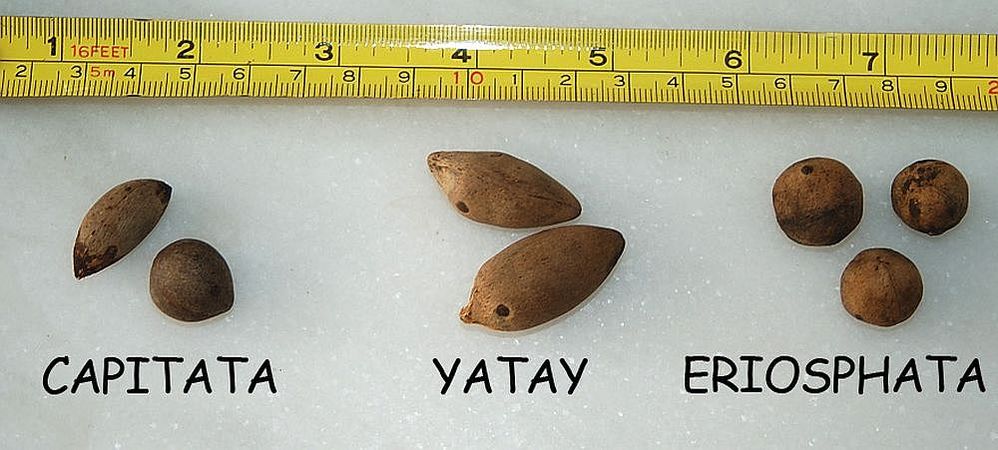 Butia eriospatha - Palmpedia - Palm Grower's Guide