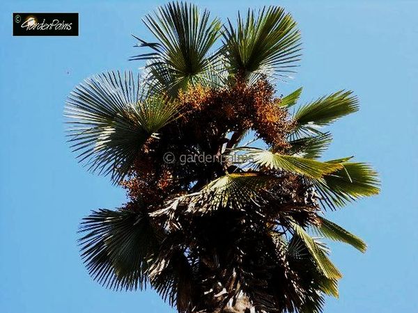 Trachycarpus takil - Palmpedia - Palm Grower's Guide