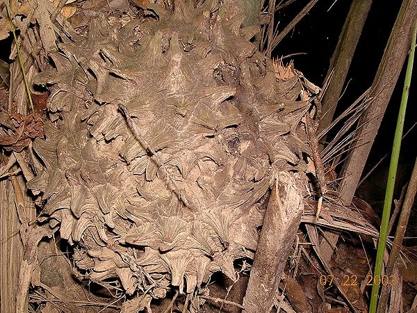 Phytelephas macrocarpa - Palmpedia - Palm Grower's Guide