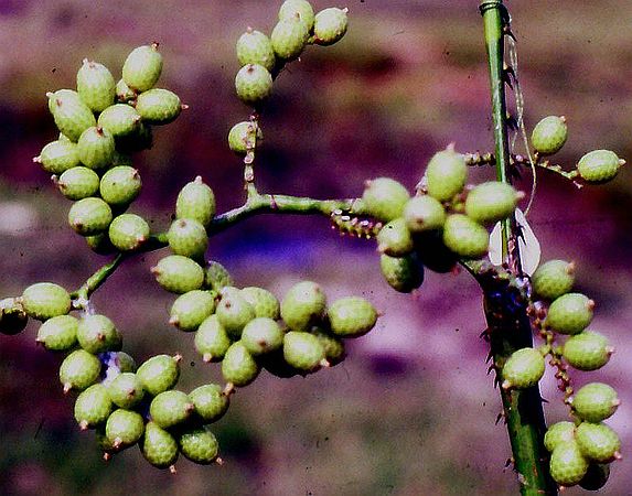 Calamus tenuis - Alchetron, The Free Social Encyclopedia
