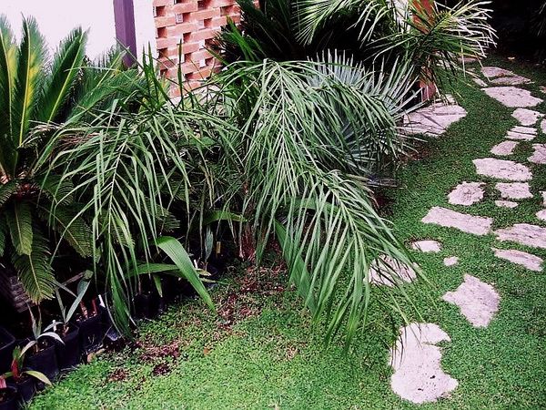 Syagrus yungasensis - Palmpedia - Palm Grower's Guide