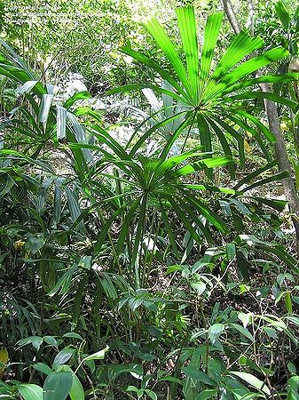 Licuala paludosa - Palmpedia - Palm Grower's Guide