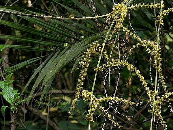 Calamus pseudotenuis - Palmpedia - Palm Grower's Guide