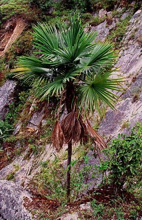 Trachycarpus latisectus - Palmpedia - Palm Grower's Guide
